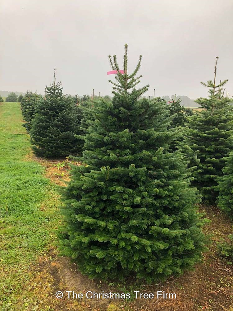 Premium Nordman Fir 6ft–7ft | Fresh Real Christmas Tree Delivery