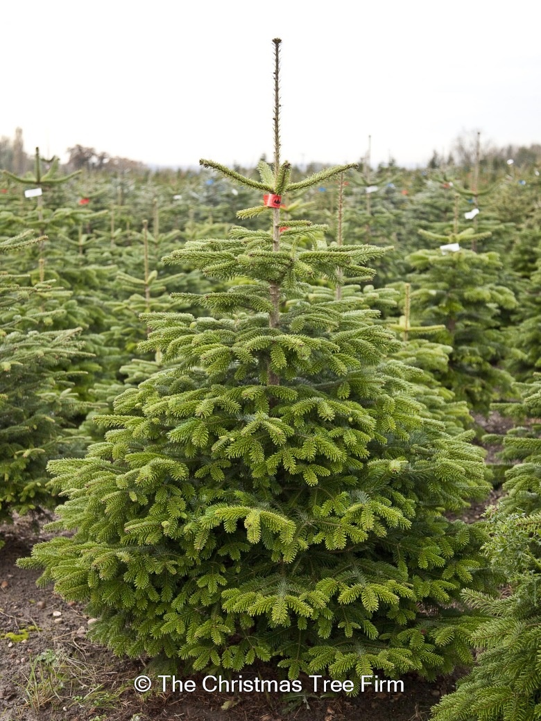 Premium Nordman Fir 7–8ft | Non-Drop Christmas Tree